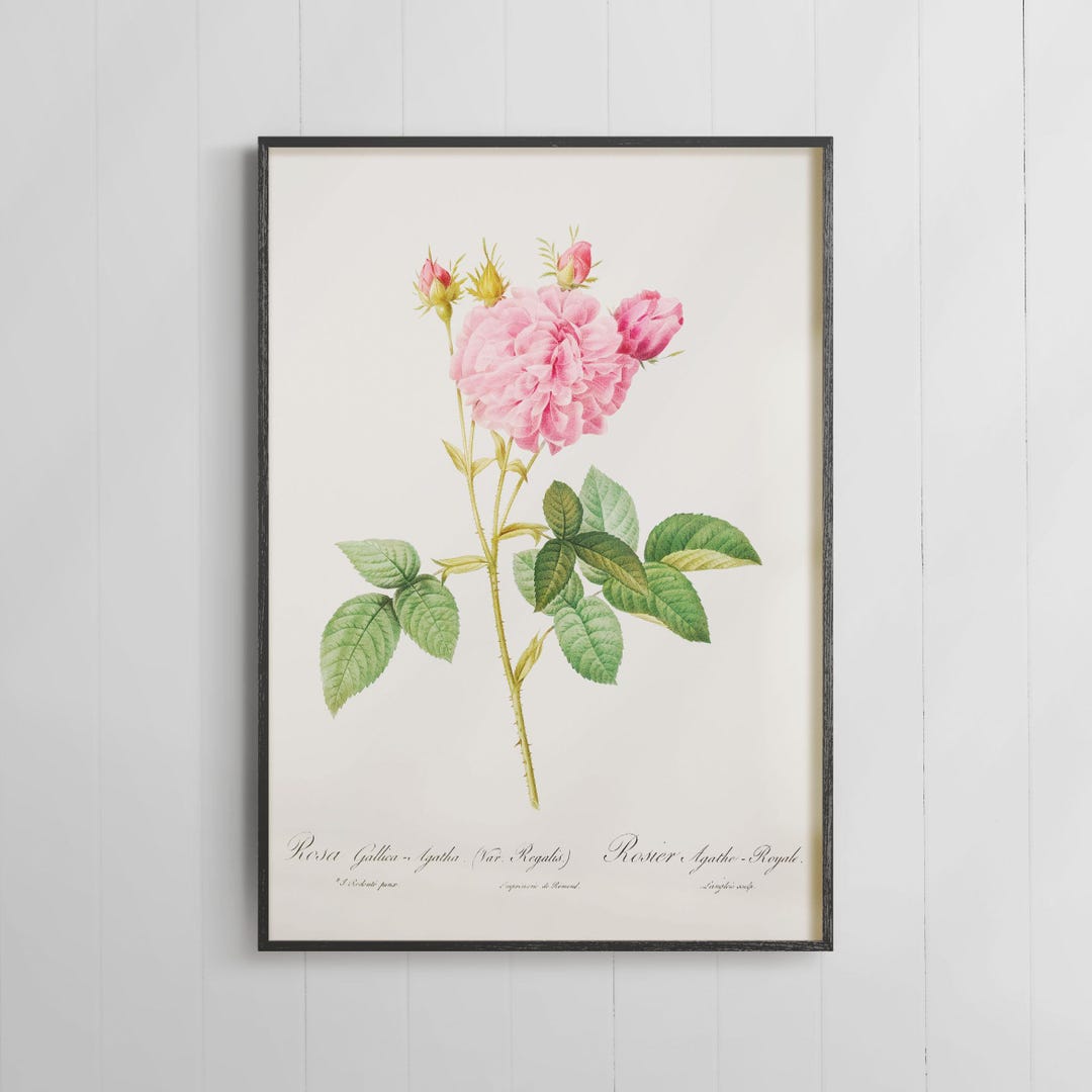 Agatha Rose, Also Known as Rosa Gallica-agatha, Var 18171824 by Pierre ...