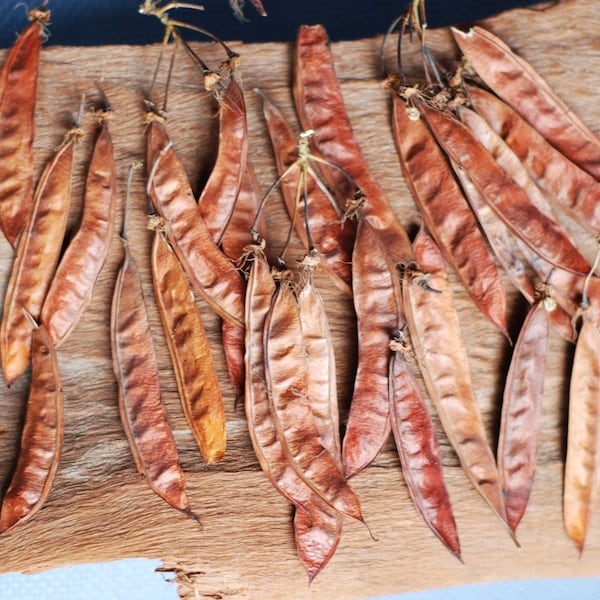 Tree Seed Pods - Etsy