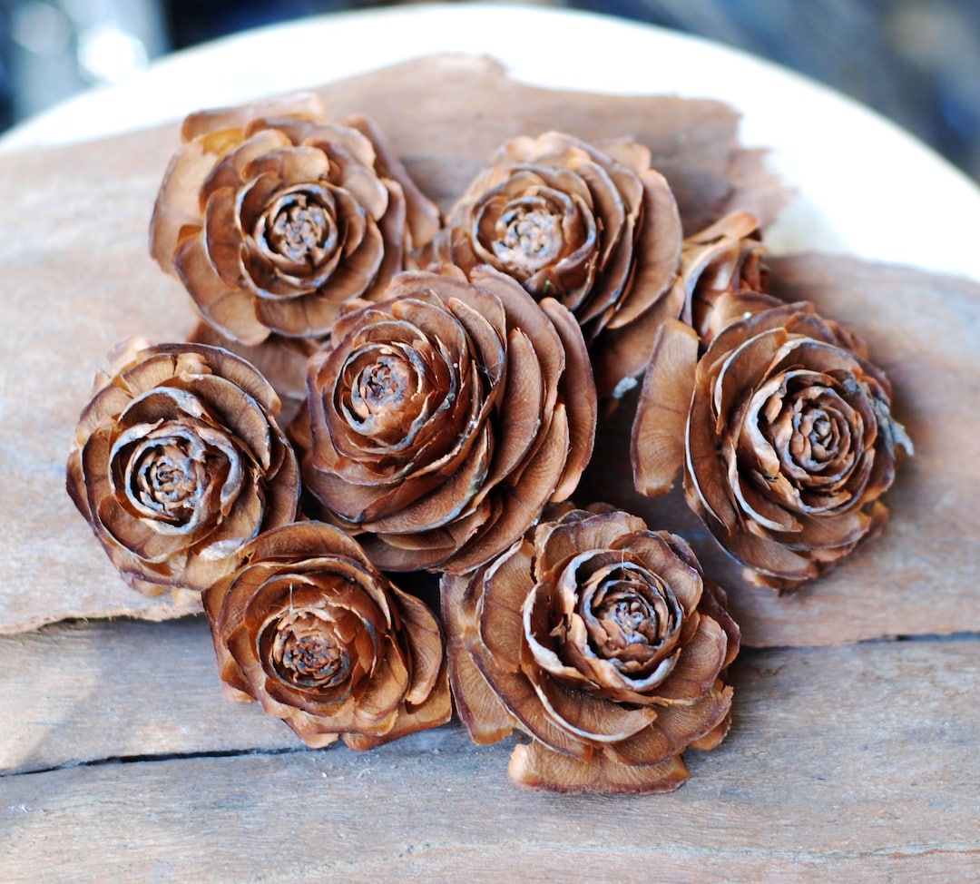Deodar Cedar Rose Cones: Natural Craft Supplies, 8 Count - Etsy