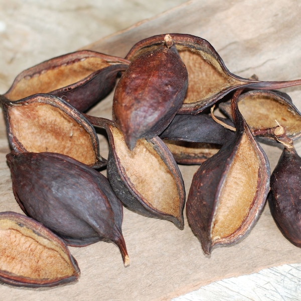 Tree Seed Pods - Etsy