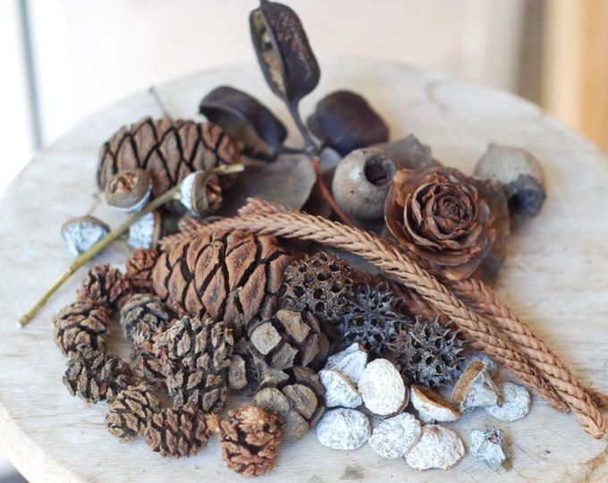Assortment of Natural Cones and Seed Pods for Crafting - Etsy
