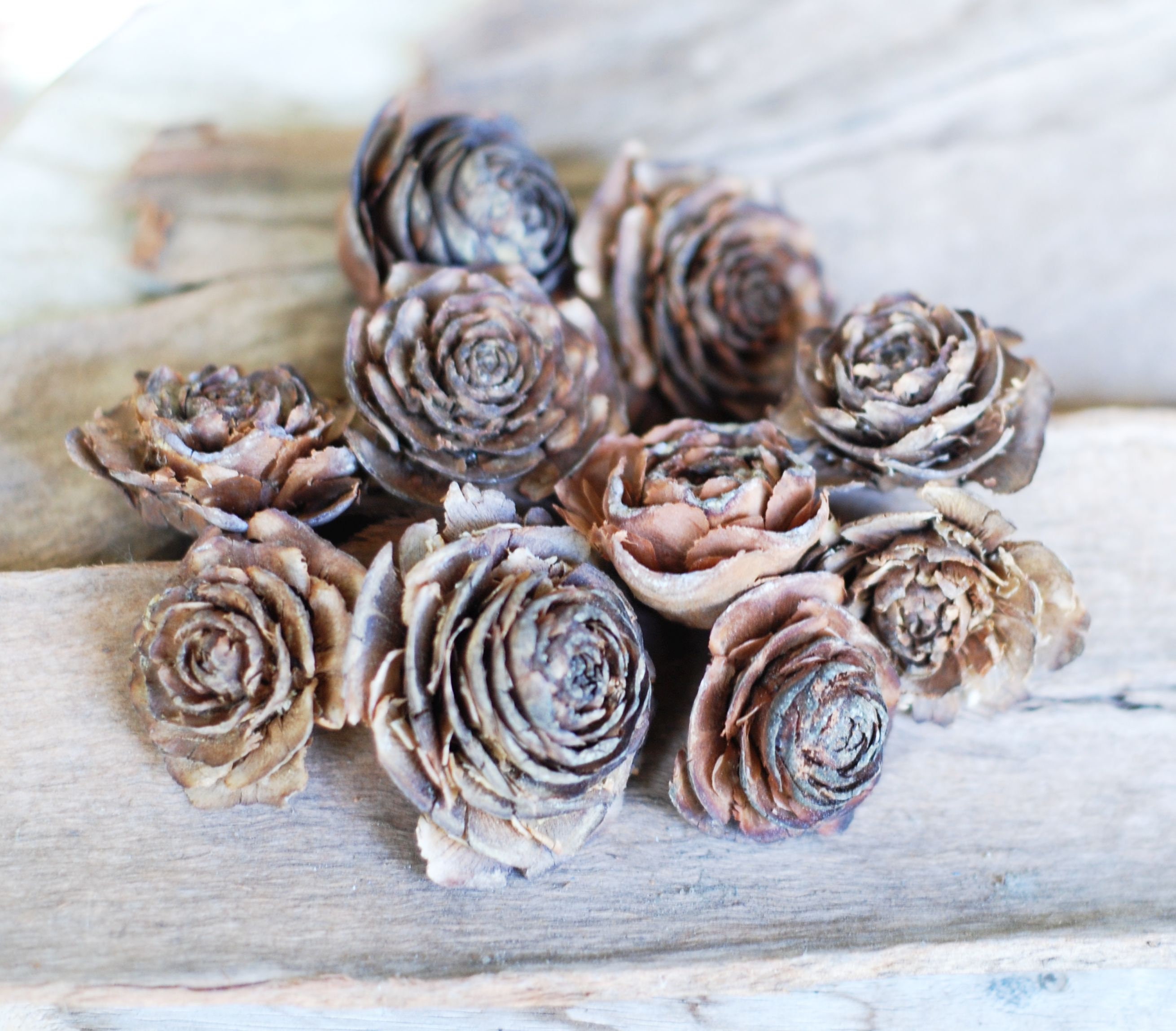 Deodar Cedar Cones
