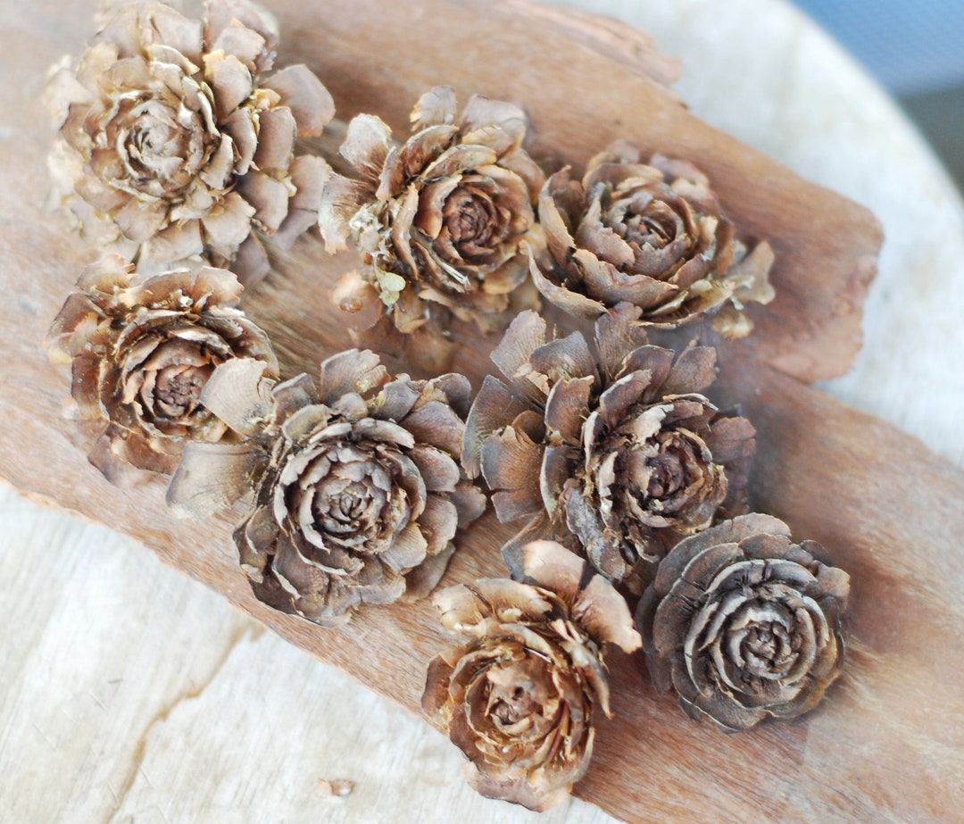 Deodar Cedar Rose Cones: Weathered Natural Decor, Crafts & Florist ...