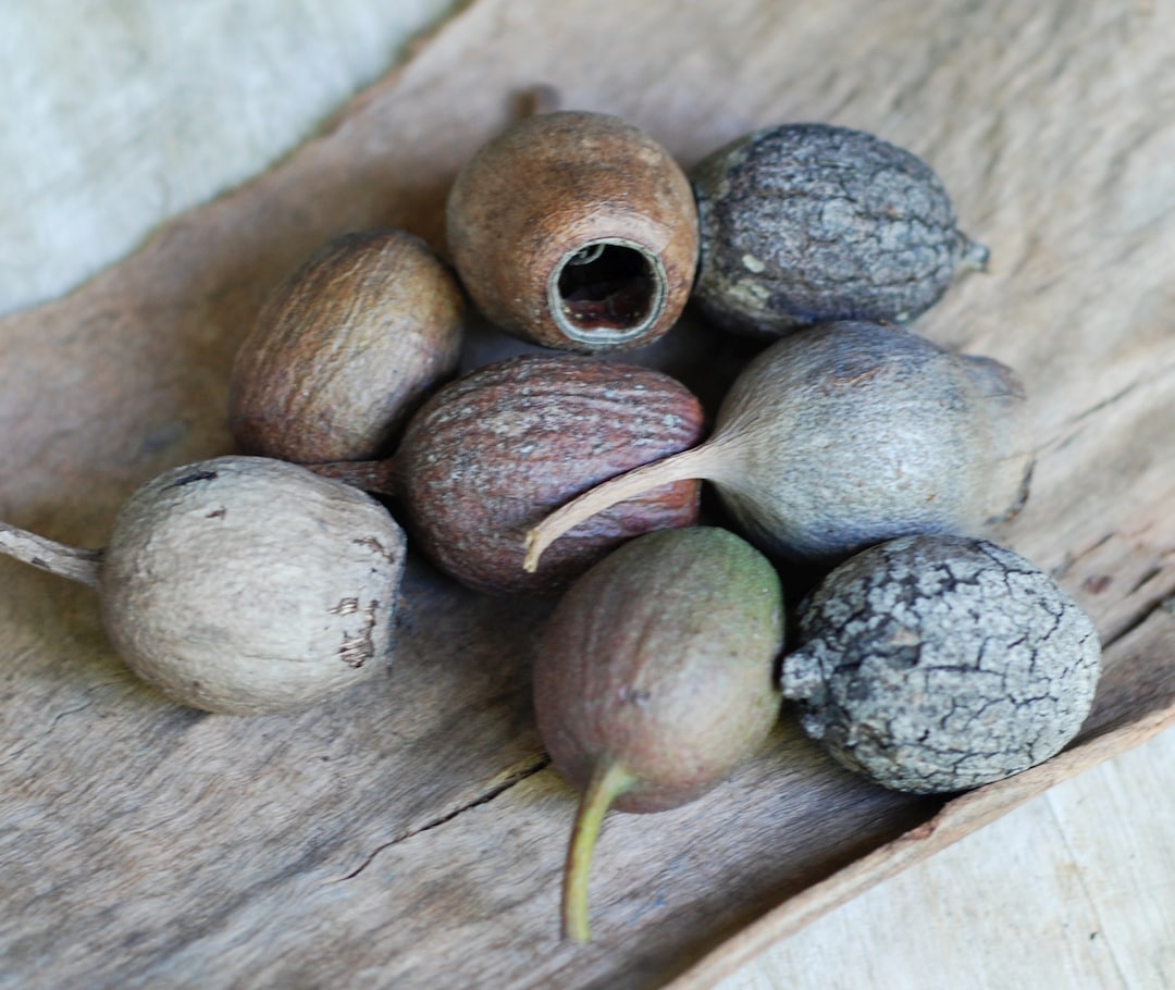 Red Gum Pods for Crafting: Natural Florist Supplies, 8 Count - Etsy