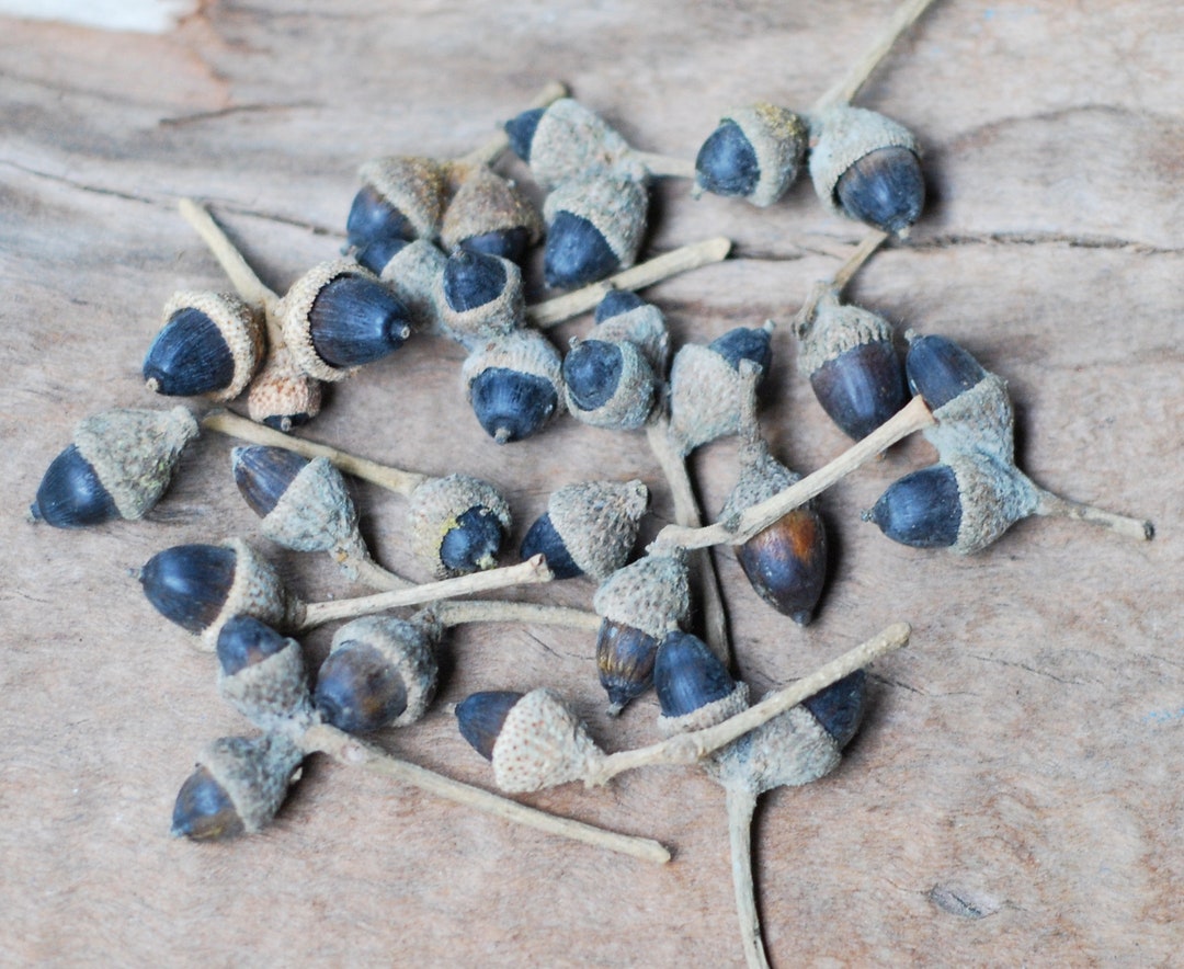 Mini Acorns for Crafting, Wreaths Crafts Crafting Hobby Ornament Decor ...