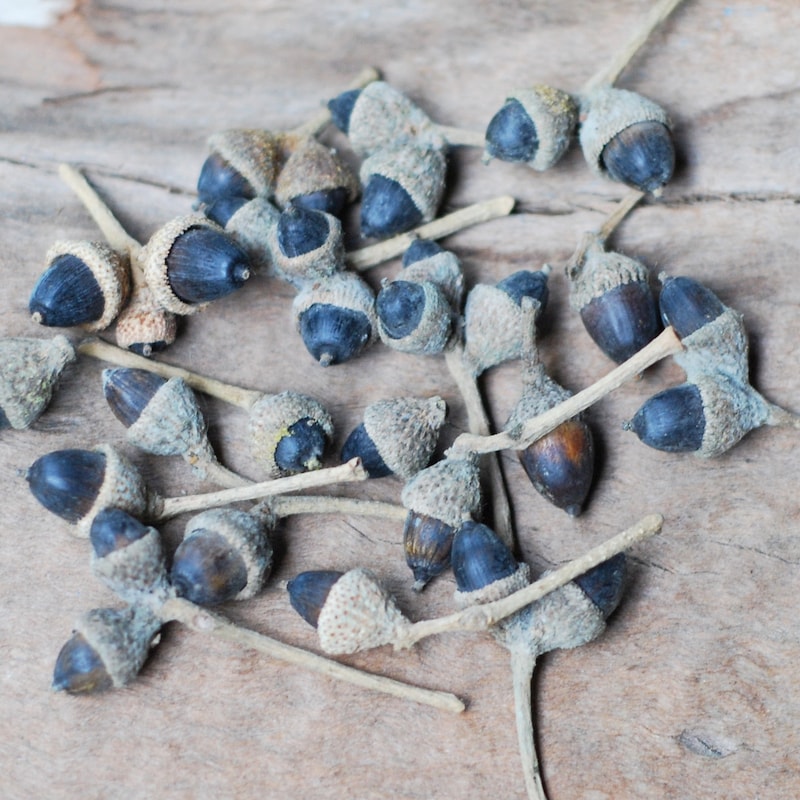 Mini Acorns - Etsy