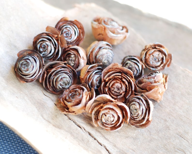 Cedar Rose Buds Small Deodar Cedar Cones Wreaths Crafts - Etsy