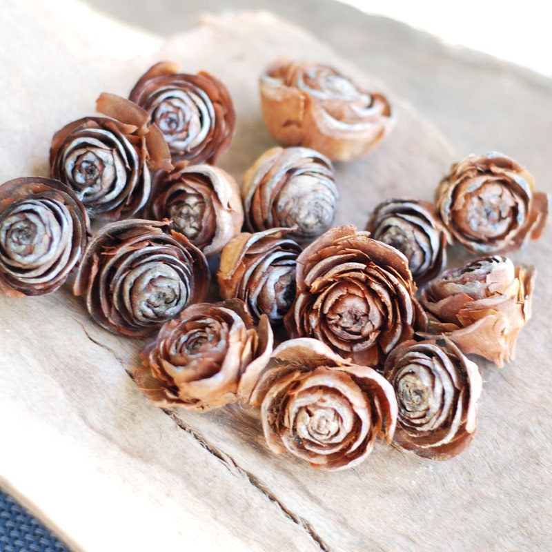 Cedar Roses - Etsy
