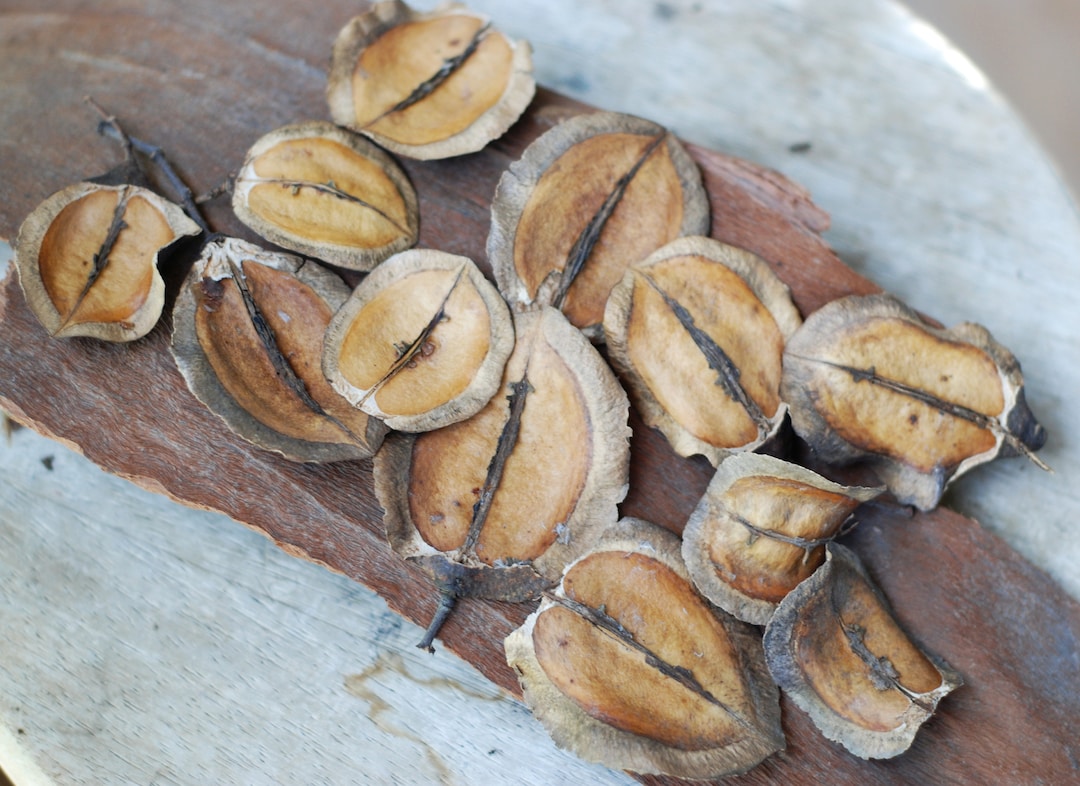 Jacaranda Pods for Crafting, Wreaths Crafts Crafting Hobby Ornament ...