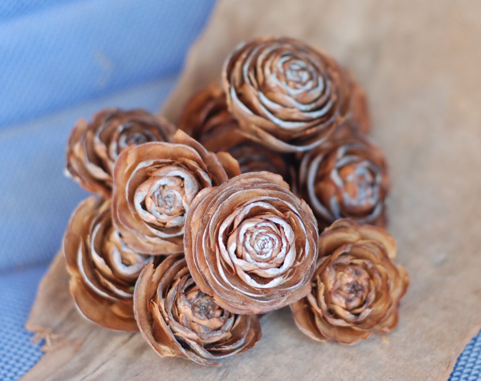 Small Cedar Roses: Natural Deodar Cones, Wreath & Terrarium Supplies ...