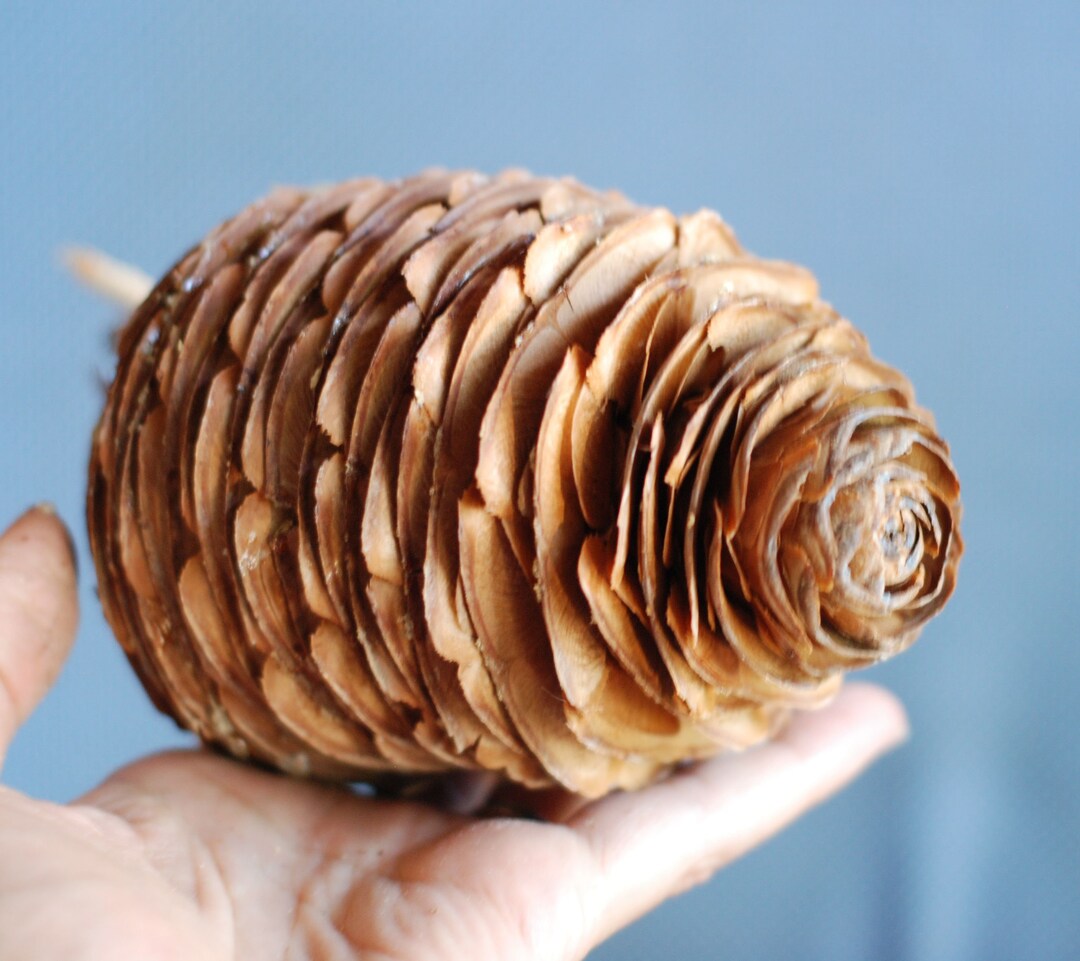 Deodar Cedar Cone, Intact, Wreaths Crafts Potpourri Hobby Ornament ...