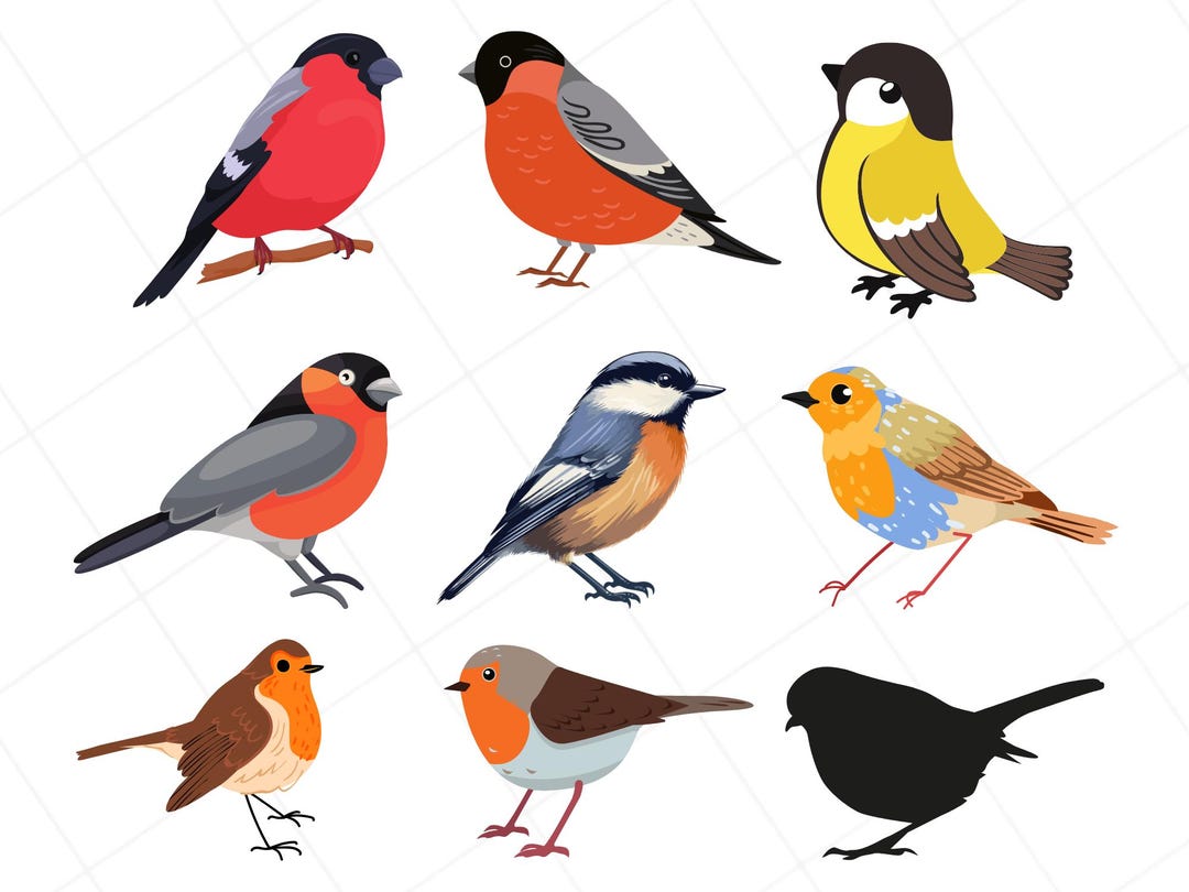 Robin Bird SVG Bundle, Robin Bird Vector, Robin Bird Design, Robin Bird ...