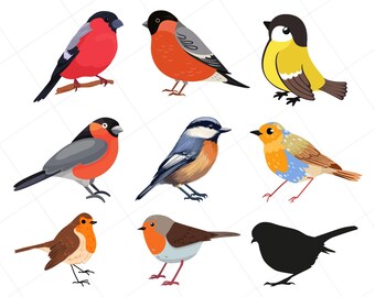 Robin Bird SVG Bundle, Robin Bird Vector, Robin Bird Design, Robin Bird ...