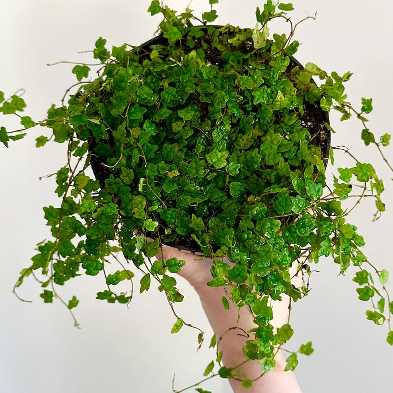 String of Frogs - Etsy