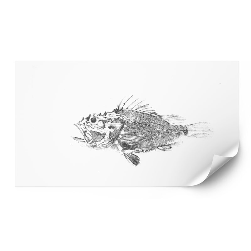 Fish Print Rockfish - Etsy UK