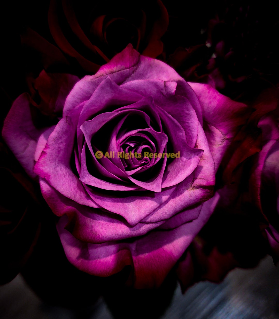 Purple Rose Digital Photo - Etsy