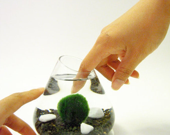 Marimo Pet in the Black Sea - Etsy