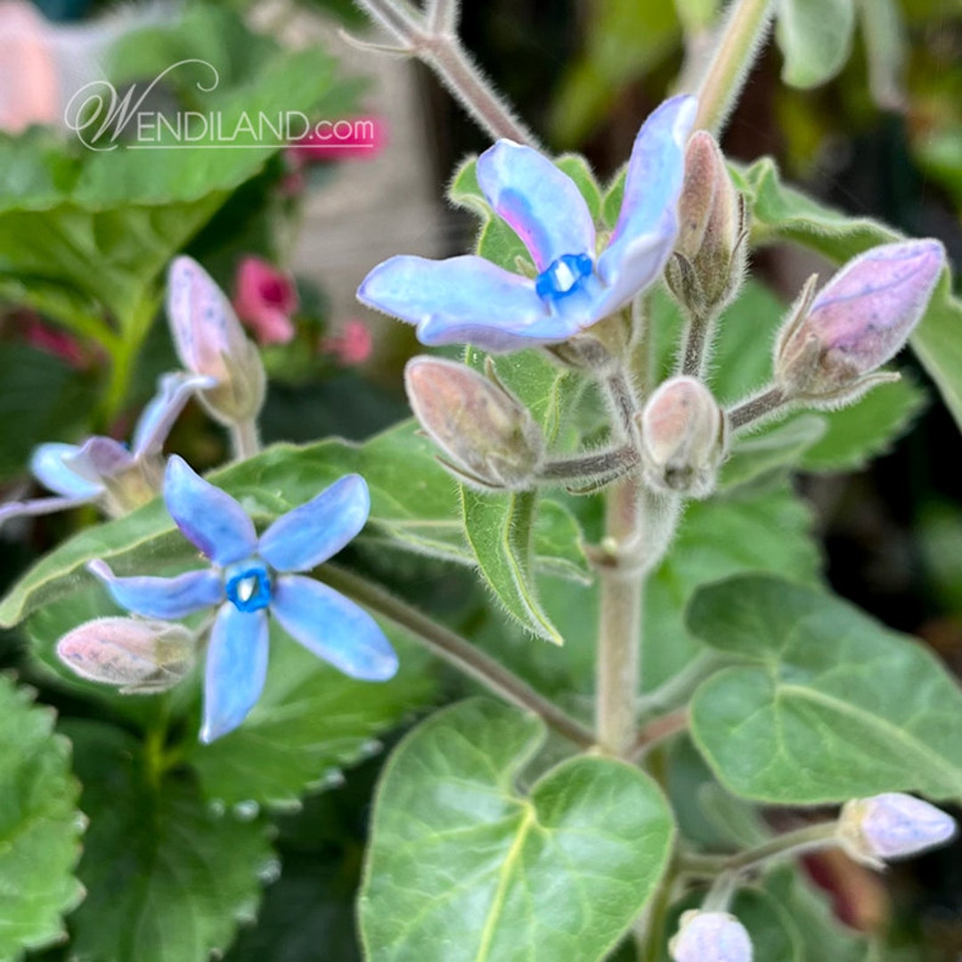 Heavenly Blue Tweedia Milkweed - Etsy