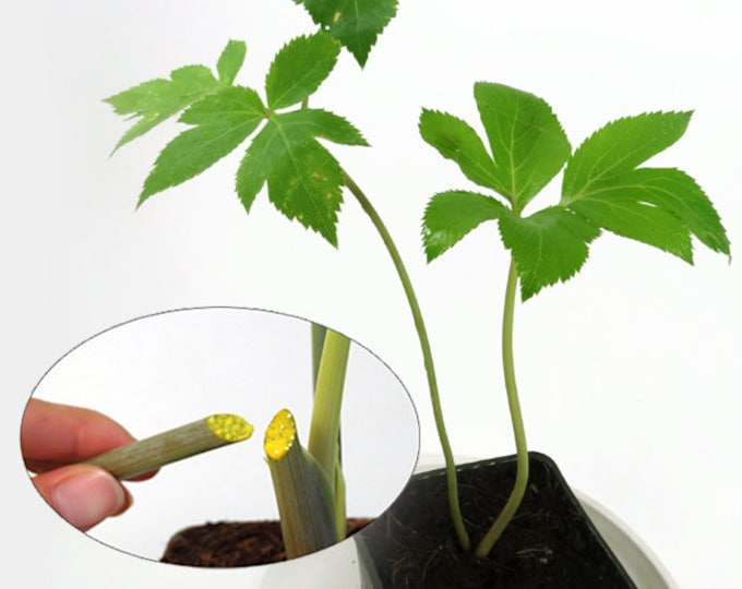 Ashitaba Tomorrows Leaf (angelica Keiskei Koidzumi) - Etsy