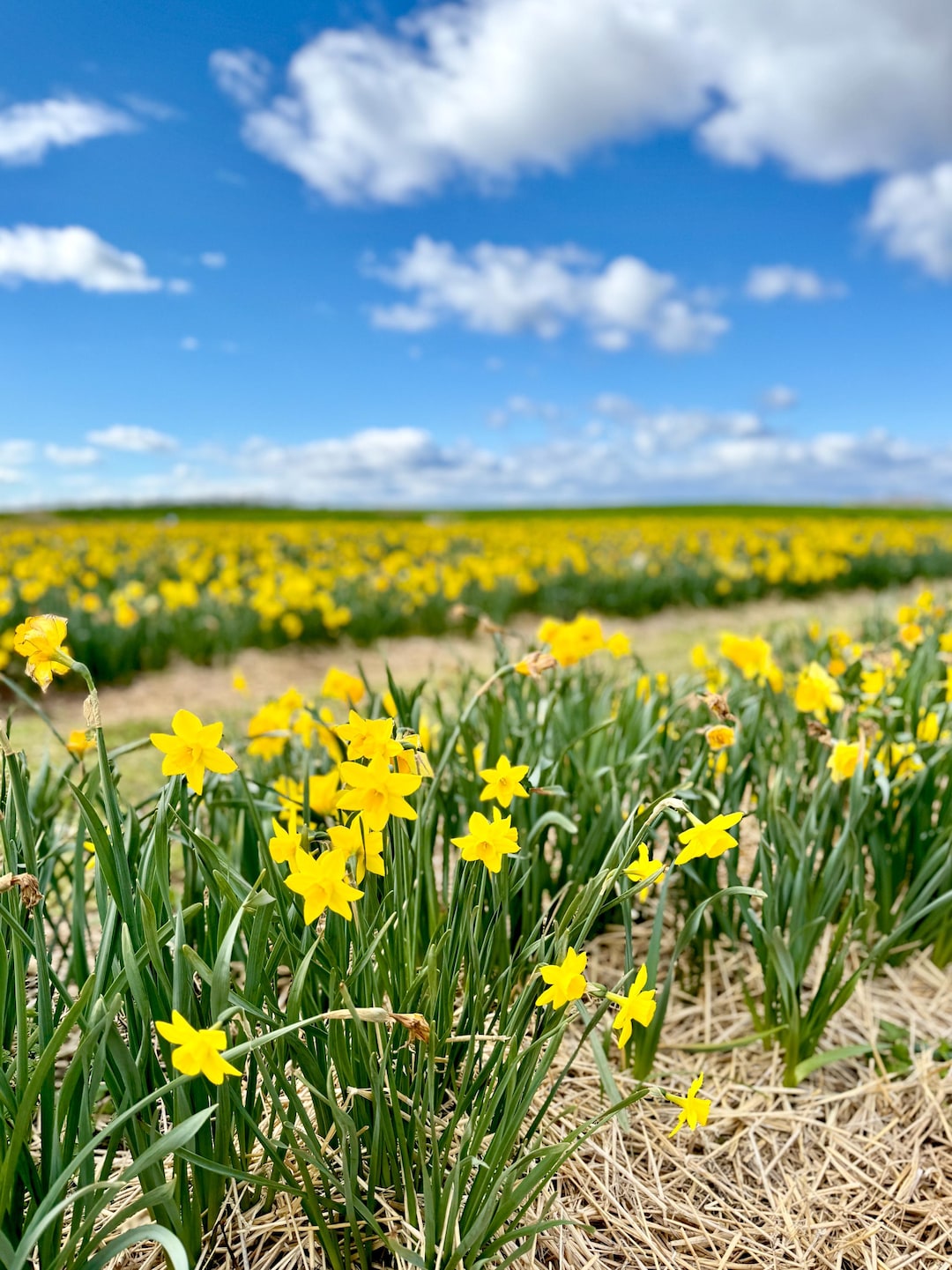 Daffodil Fields 5x7 Print Matted to 8x10 - Etsy