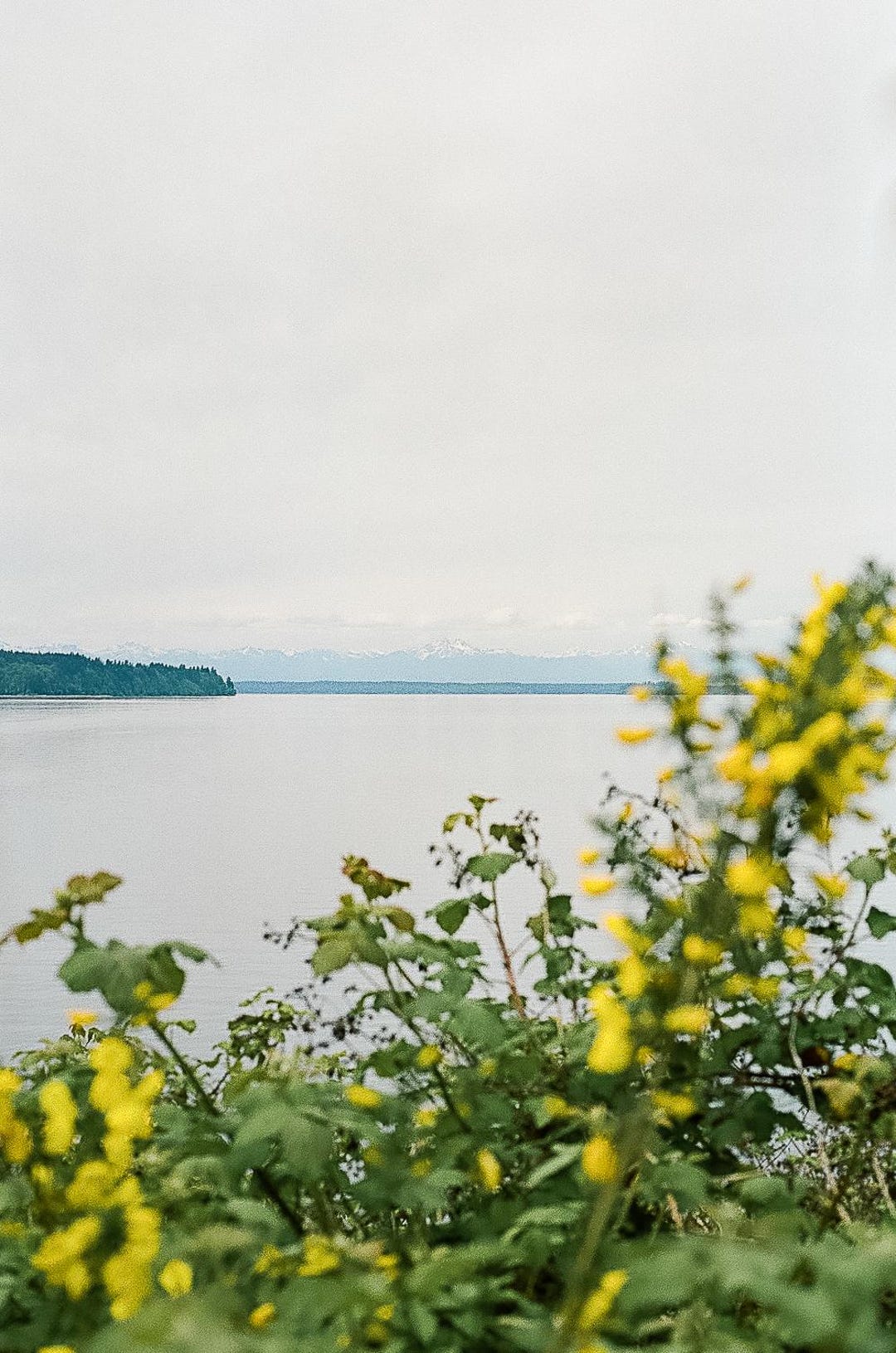 Puget Sound, Seattle, Meadow Flowers 5x7 Print Matted to 8x10 - Etsy