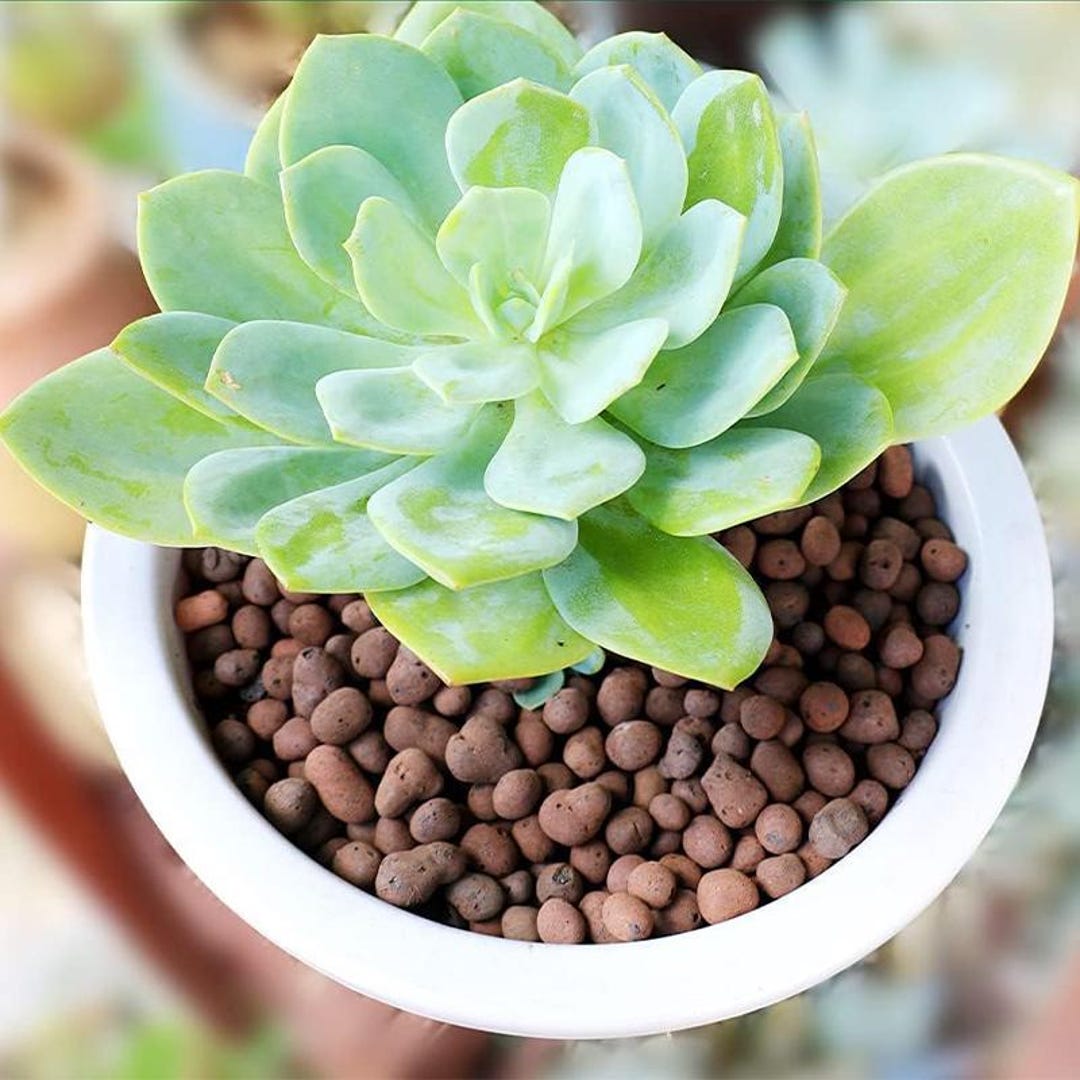 5 Lb Expanded Clay Pebble -5mm -10mm (small Size) Natural Lightweight ...