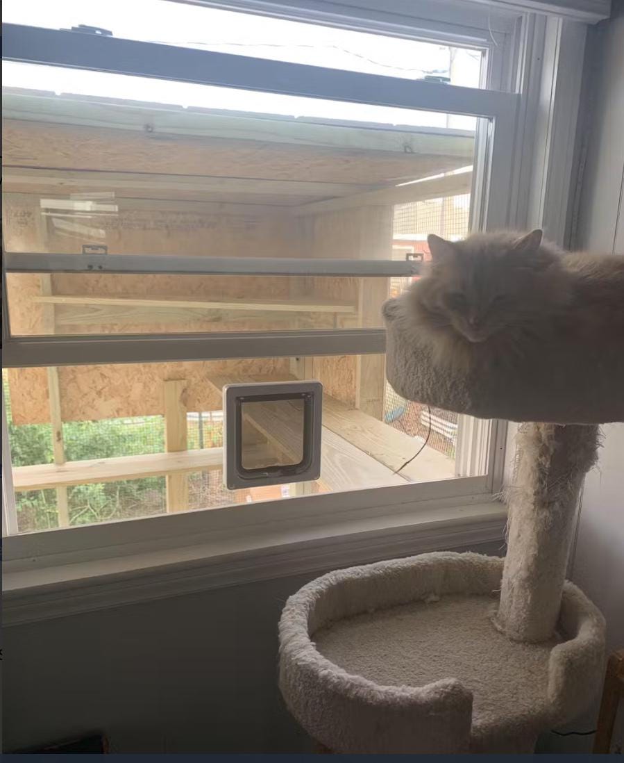 Custom Cat Door for Windows – Lockable, Easy Install & Removable ...