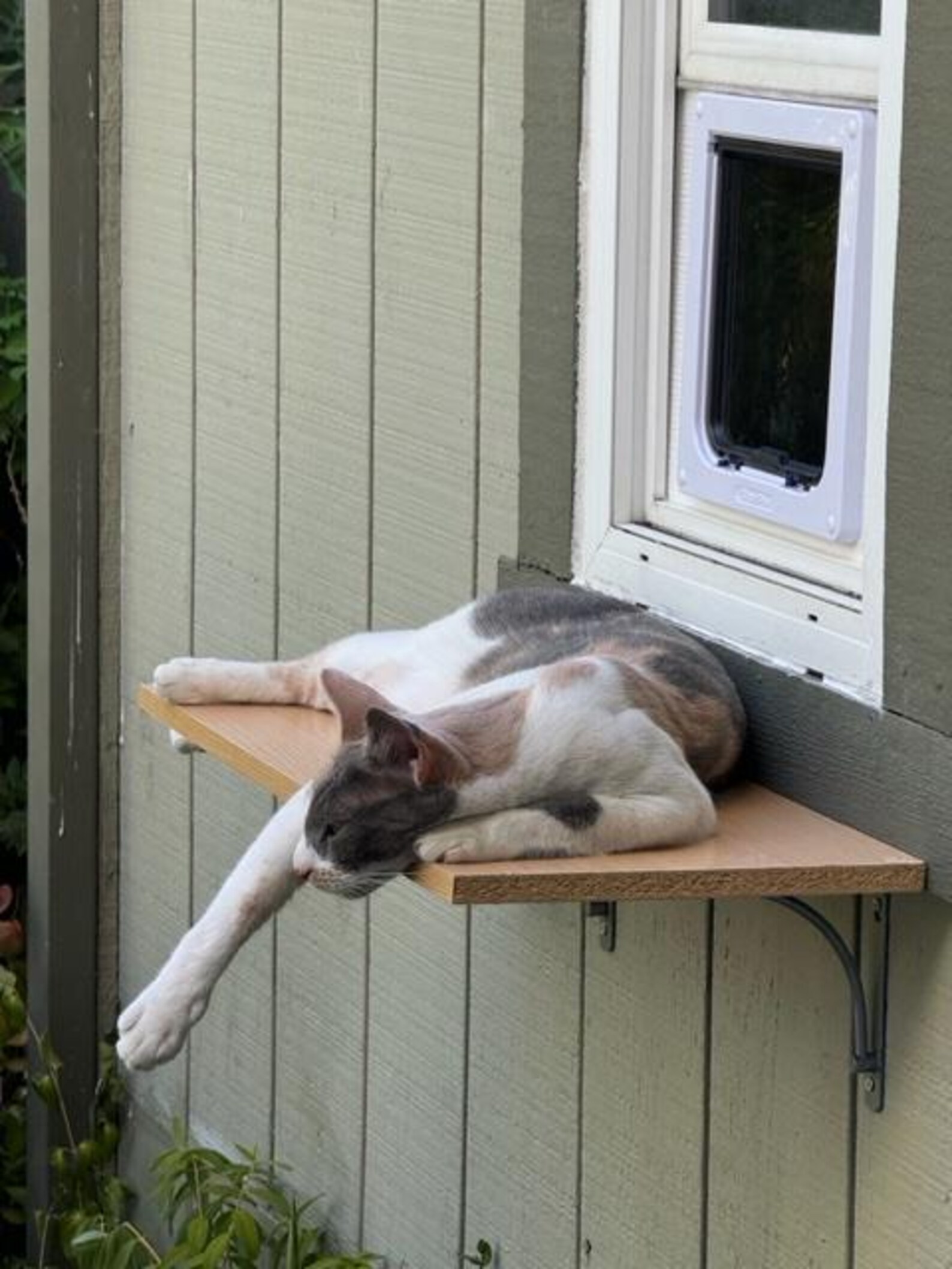 Custom Cat Door for Windows – Lockable, Easy Install & Removable ...