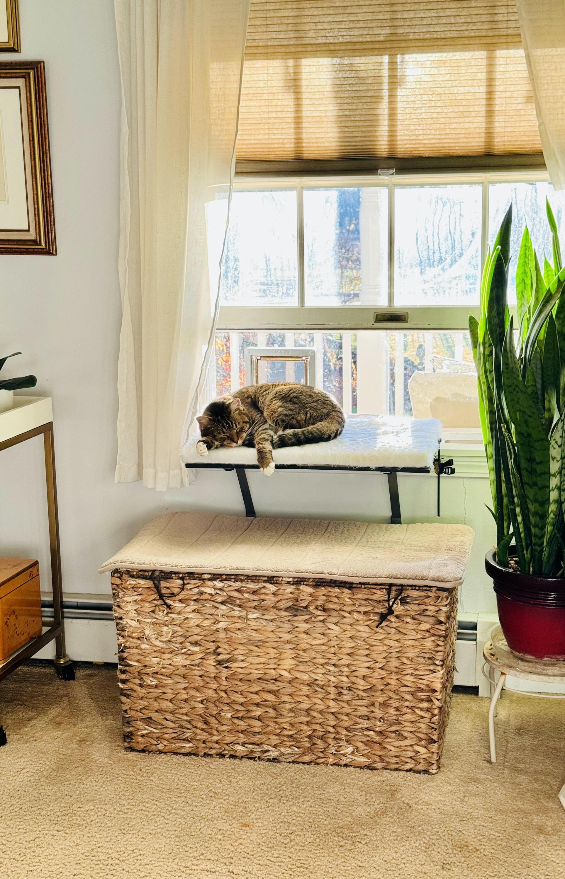 Custom Cat Door for Windows – Lockable, Easy Install & Removable ...