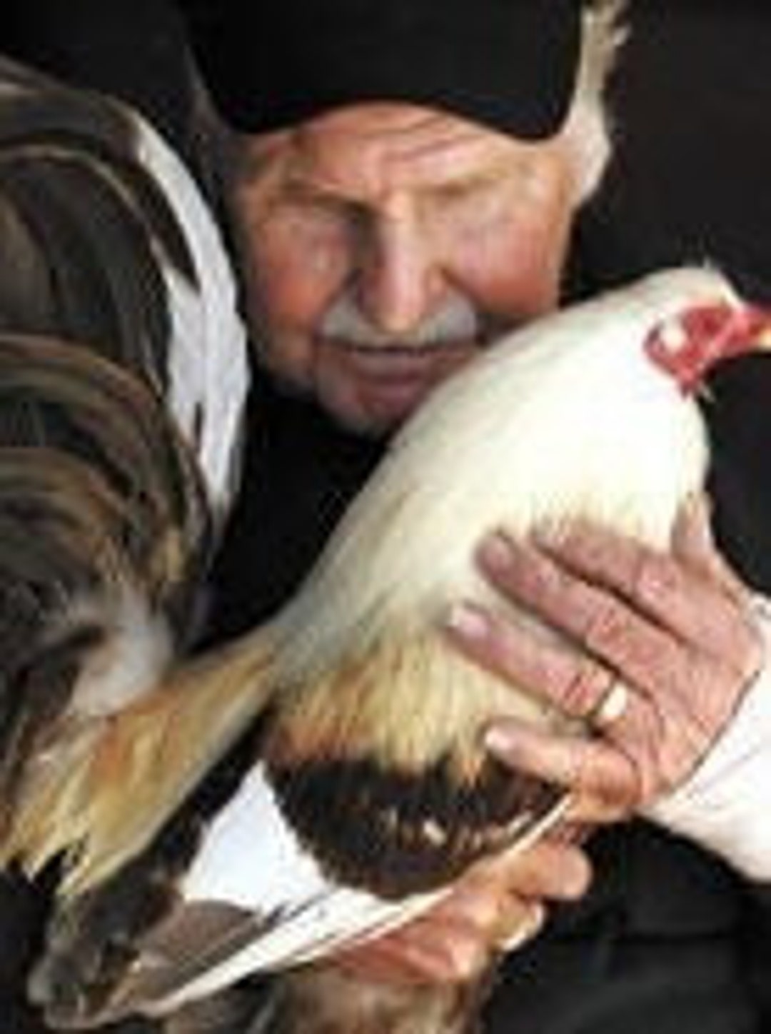 MIKE RATLIFFDVD KEEP Conditioning Gamefowl - Etsy