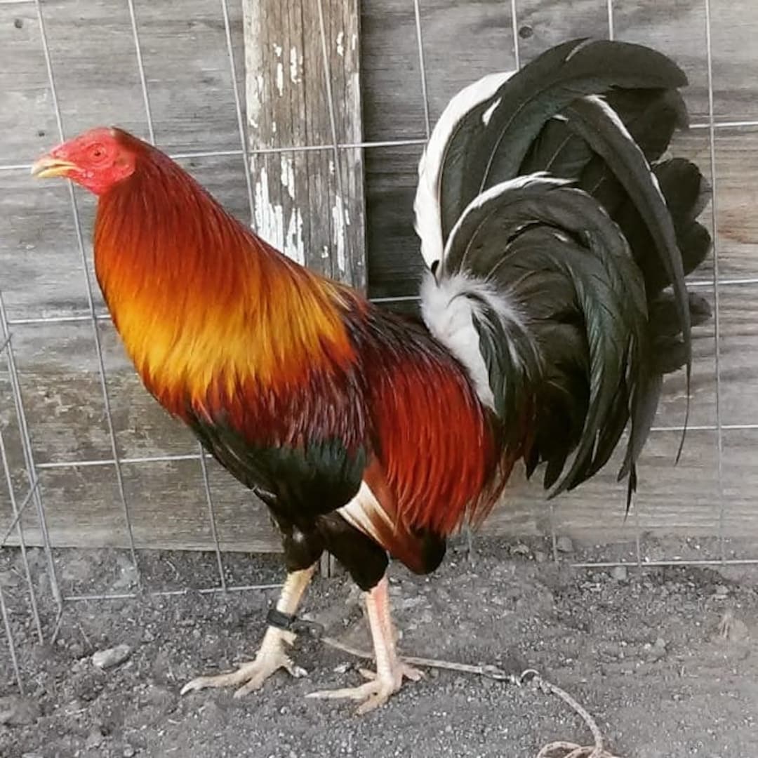 GAMEFOWL DVD : the Art of Gaff Making - Etsy