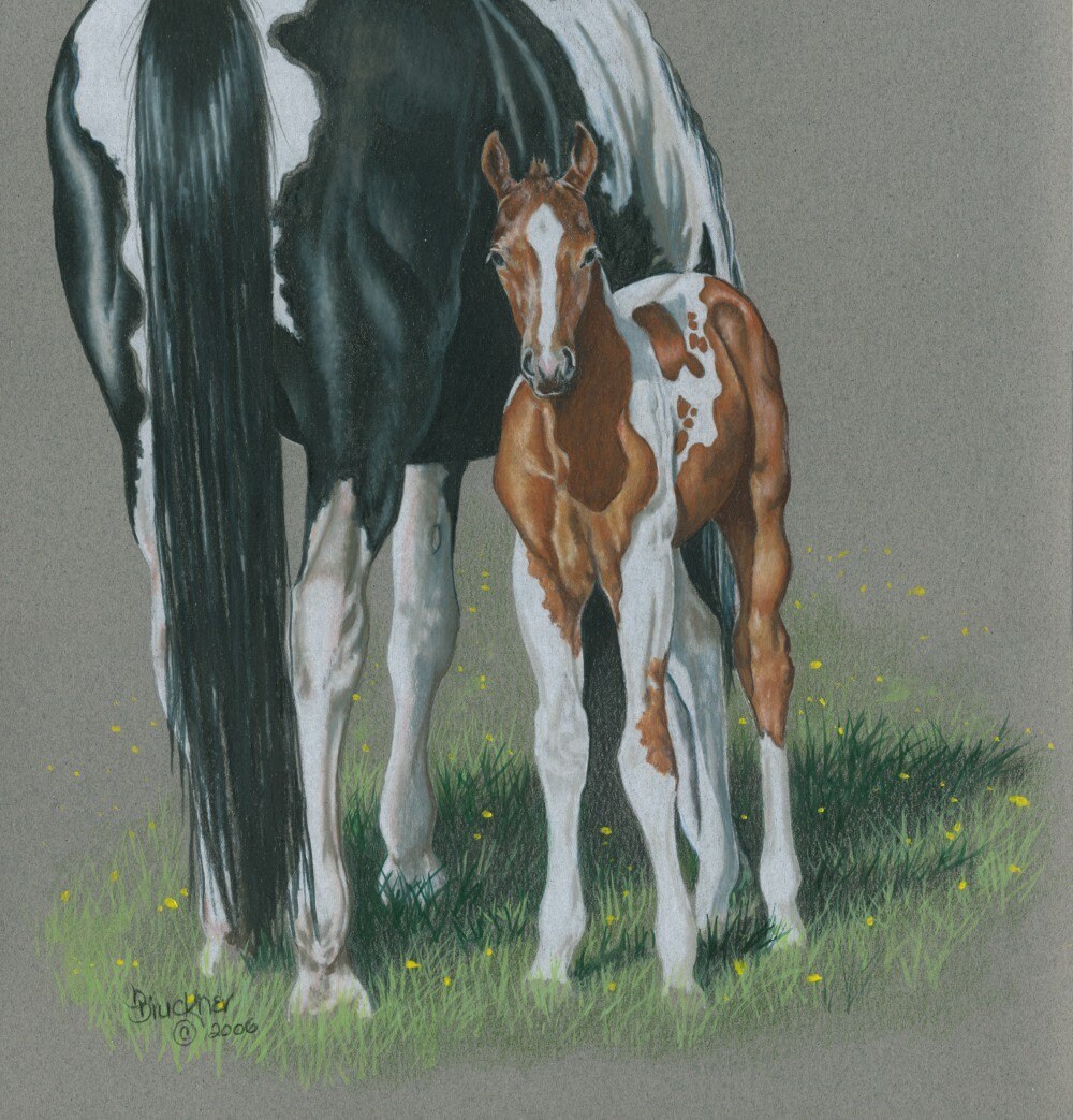 Paint Mare and Colt Portrait , Spotted Horse Print Equine Art Western ...