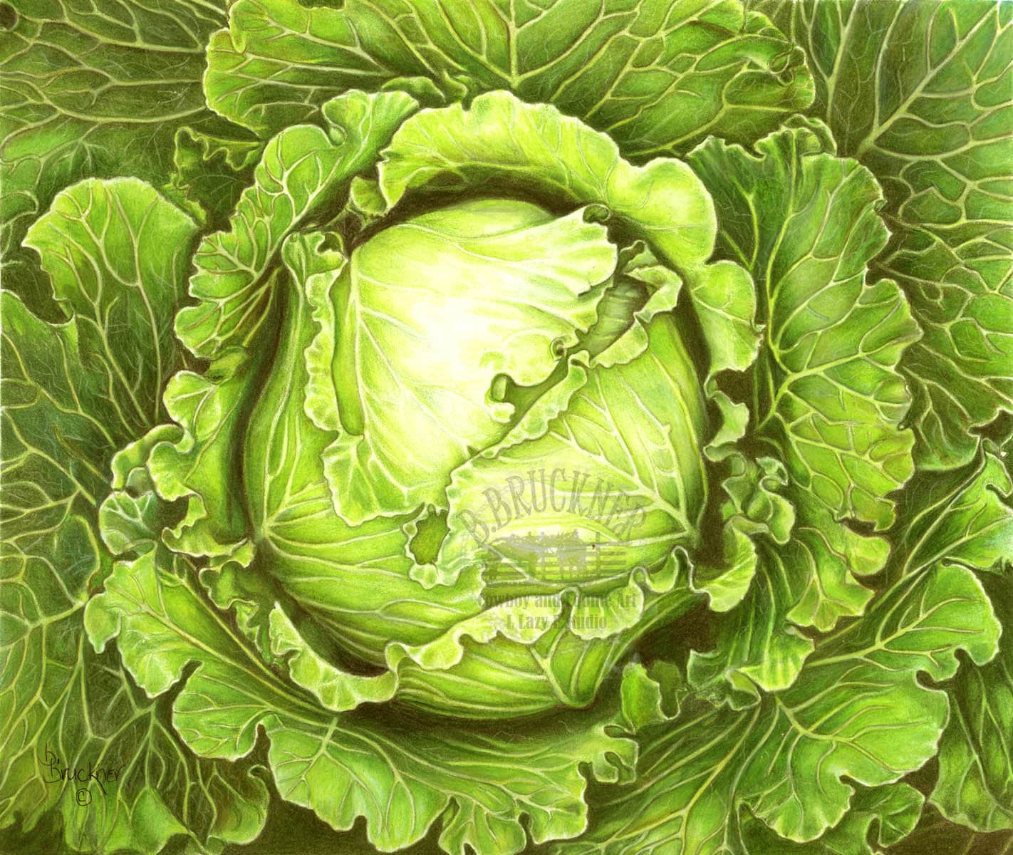 Colored Pencil Study of a Head of Cabbage Detailed Print | Etsy