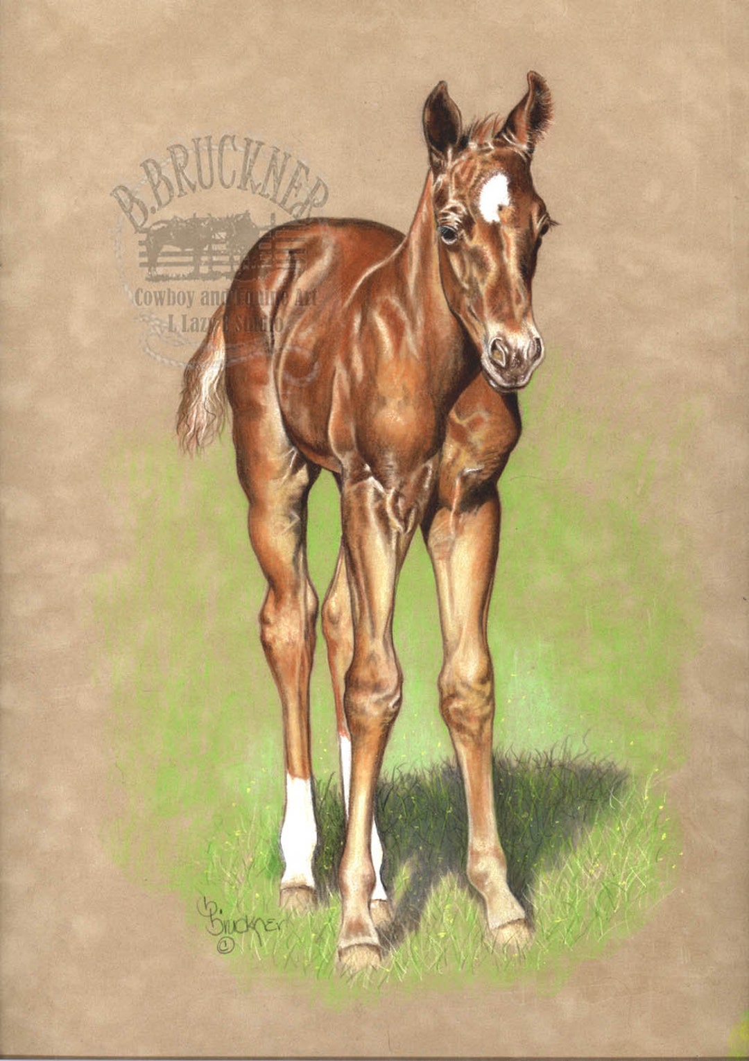 Baby Colt - Quarter Horse Foal - Print From Colored Pencil Drawing ...