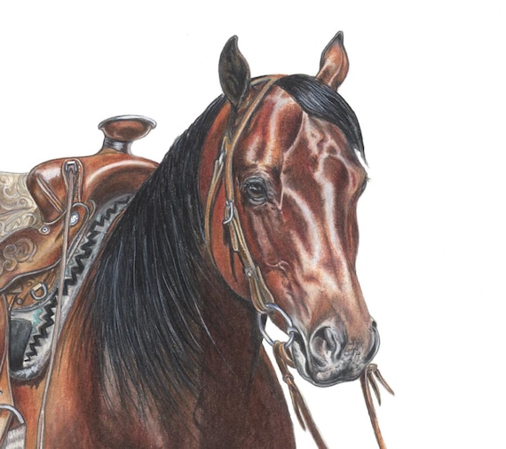 Quarter Horse Head Drawings In Pencil