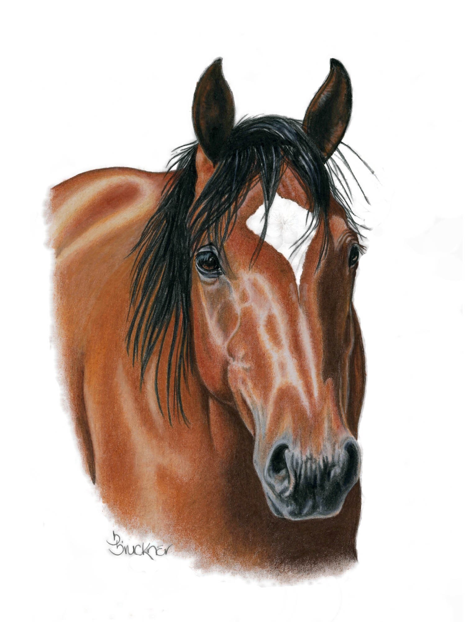 Bay Arabian Head