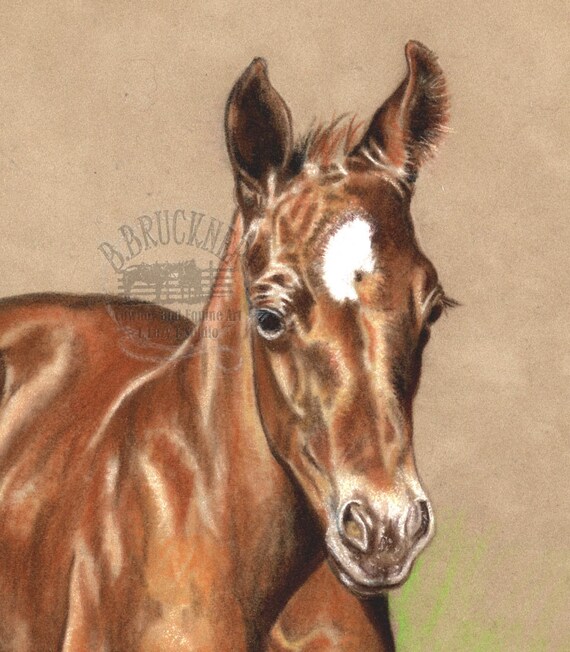 Foals Horses Drawings