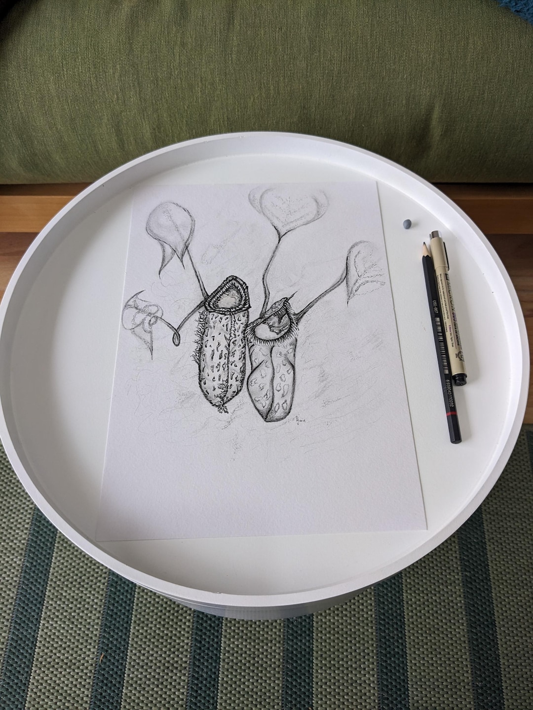 Pitcher Plant Drawing Detailing Sketch Plant Life Study Black and White ...