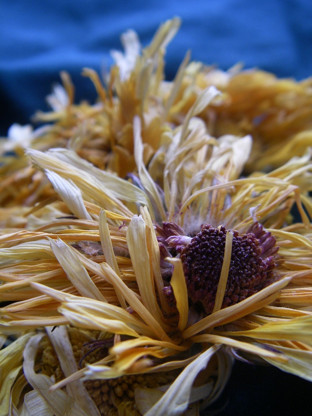 Calendula marigold Flowers ORGANIC Blond Hair, Safe Yellow Dye 50g - Etsy