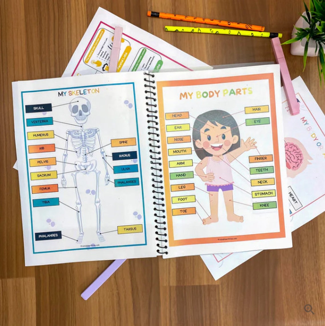 My First Anatomy Adventure Fun Educational Human Body Book for Kids ...