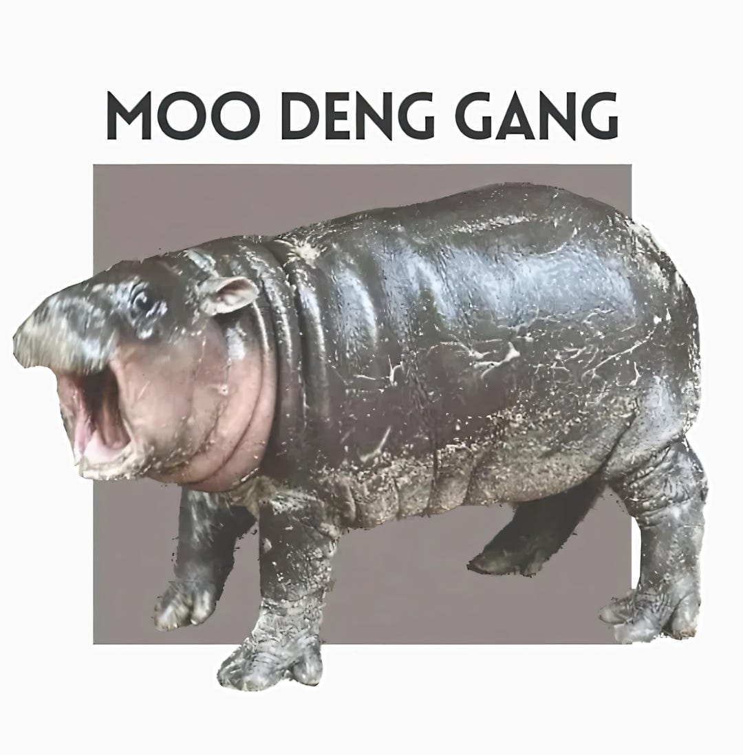 Moo Deng Gang Baby Hippo Fun Png, Trending Thai Hippo, Baby Hippo, Moo ...