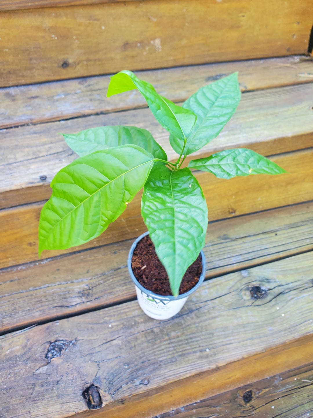 Live COCOA PLANT - Theobroma Cacao "criollo" Variety -chocolate Fruit ...