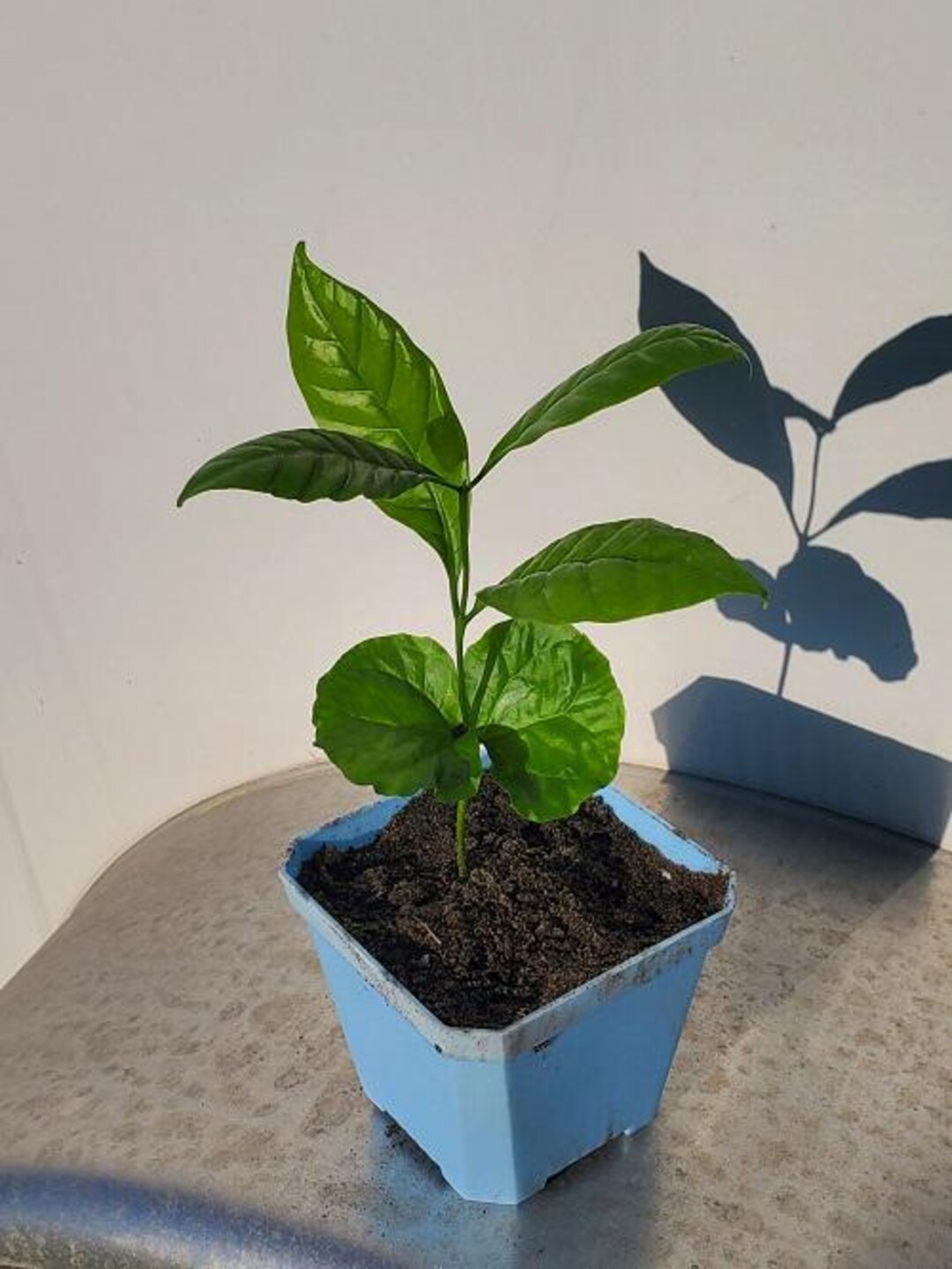 COFFEA ROBUSTA Seeds (aka Canephora) Grow Your Own Coffee Plants at ...