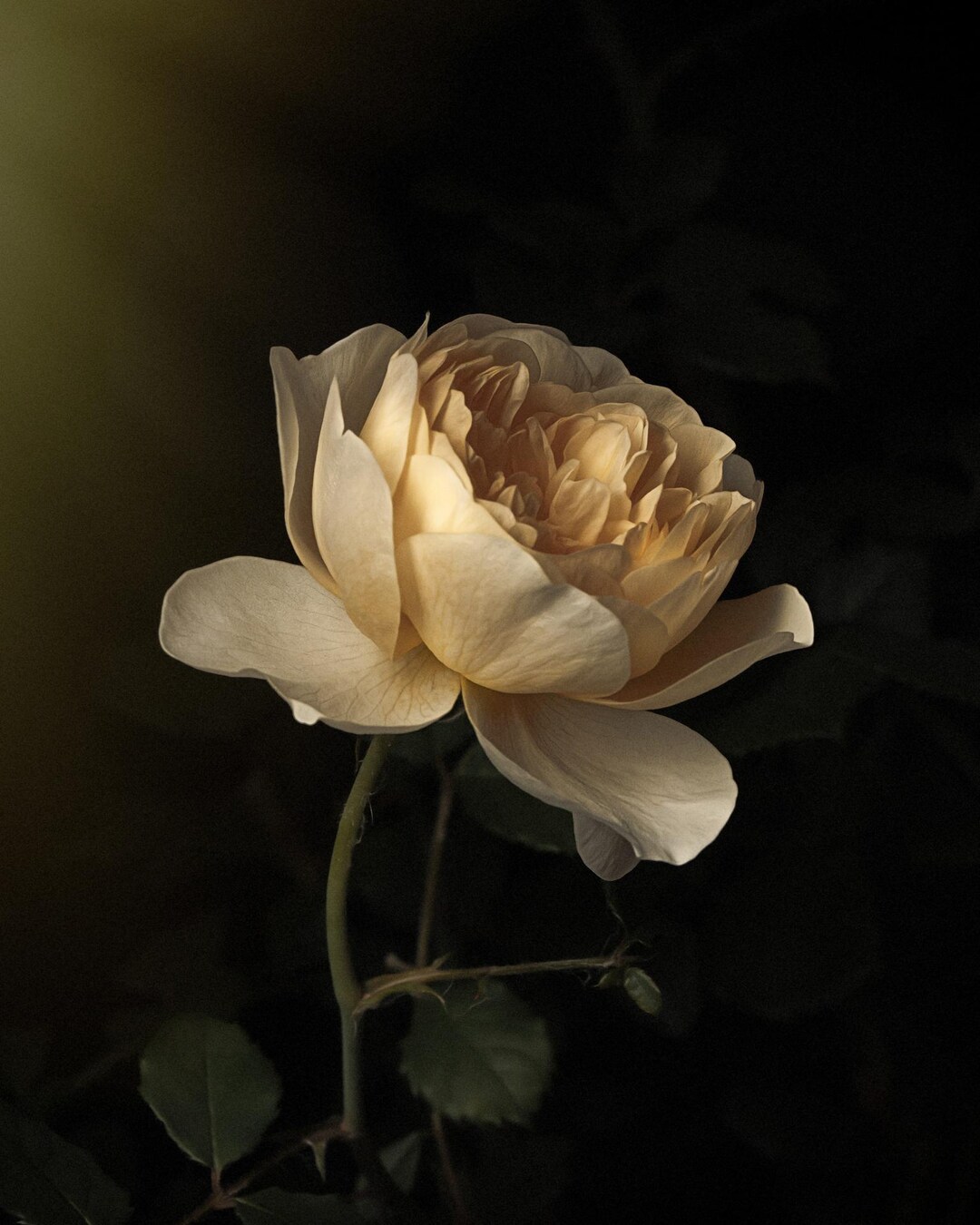 Pale Yellow English Rose Print, Ethereal Shabby Chic Photo for Feminine ...