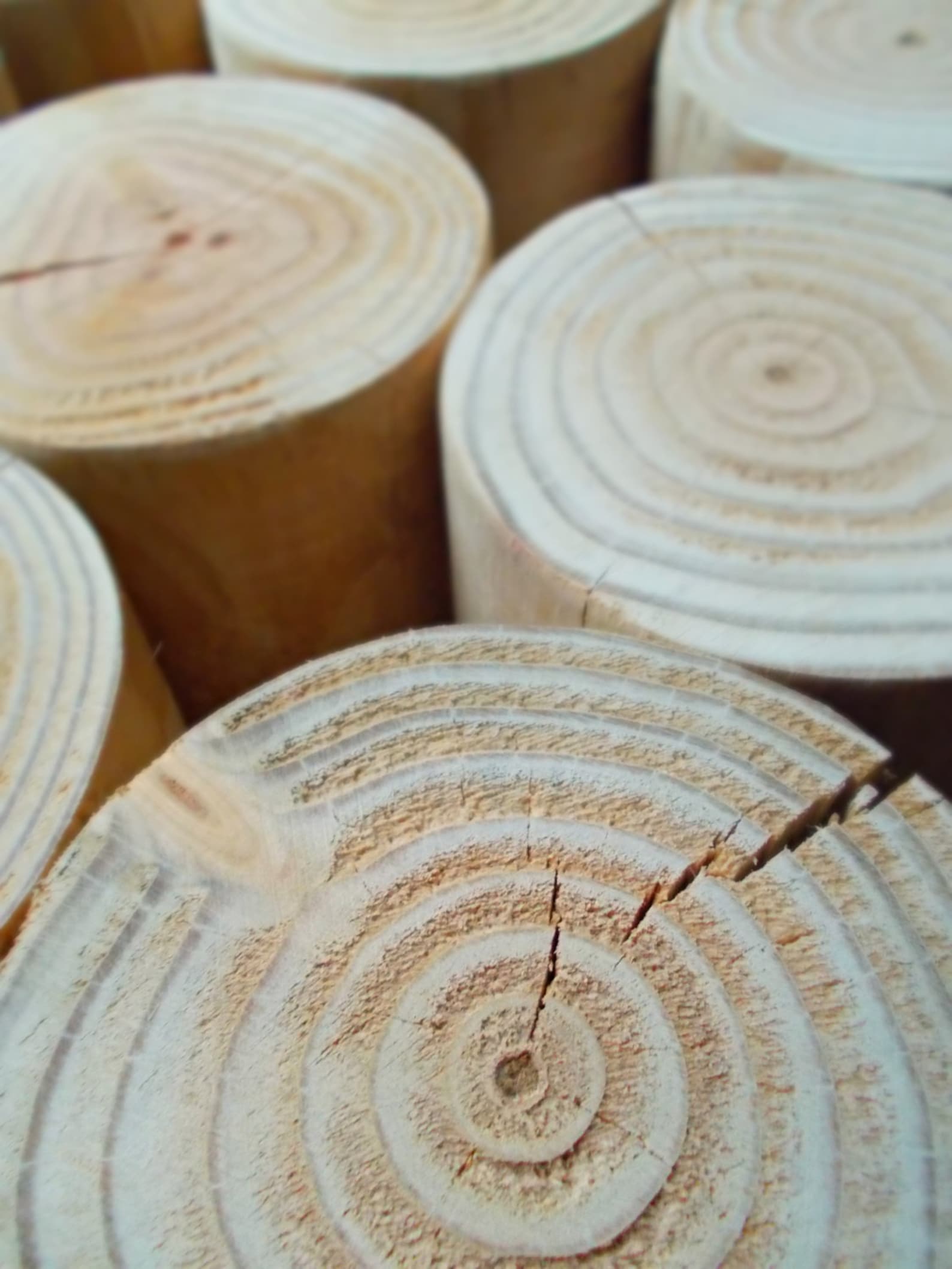 CIRCULAR Decorative Logs Real Wood Round Neat Logs | Etsy