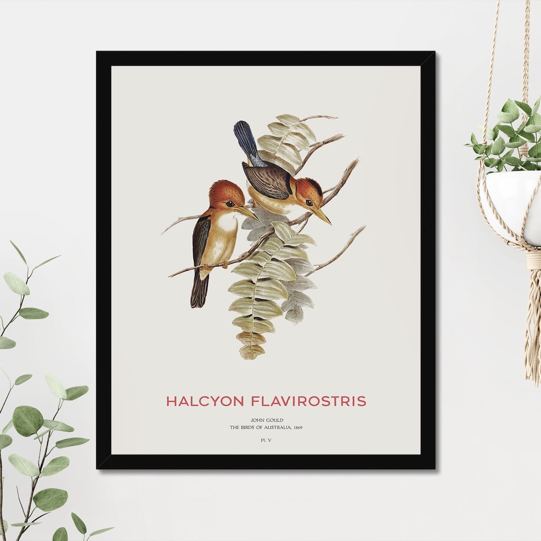 Halcyon Bird Vintage Retro Wall Art - Etsy