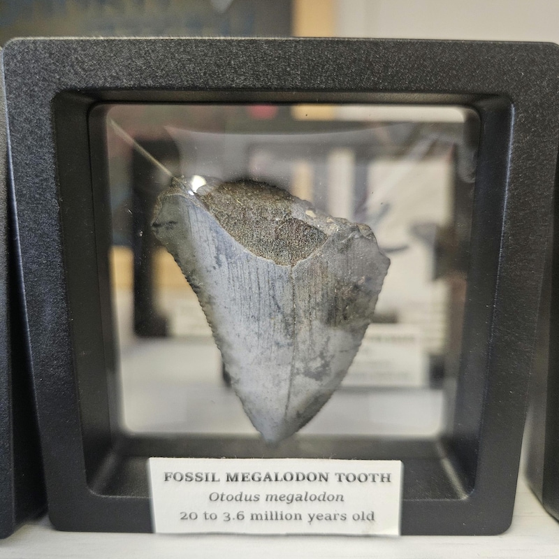 Shark Tooth Display - Etsy
