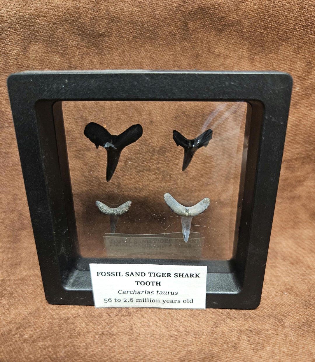 Fossilized Sand Tiger Shark Teeth, Set of 4. Found in Venice Fl - Etsy