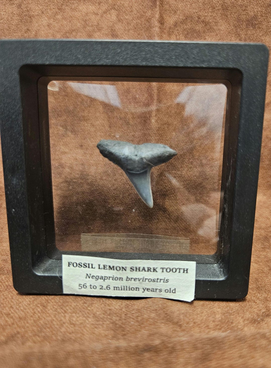 Fossilized LEMON Shark Tooth. Found in Venice Fl - Etsy