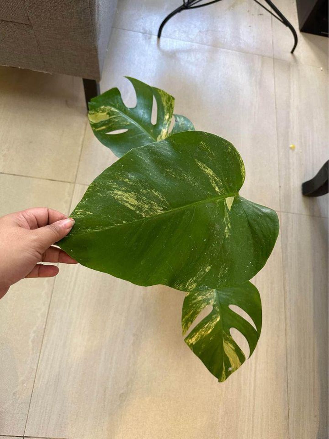 Monstera Borsi Aurea Live Plant With Phyto Certificate - Etsy
